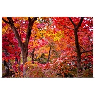 "Japanese maple trees." Poster Print - Multi - Bed Bath & Beyond - 16445344
