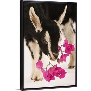 "Domesticated British Alpine goat (kid)." Black Float Frame Canvas Art ...