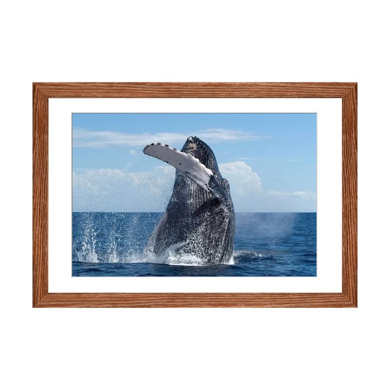 iCanvas "Humpback Whale Breaching, Humpback Whale National Marine ...