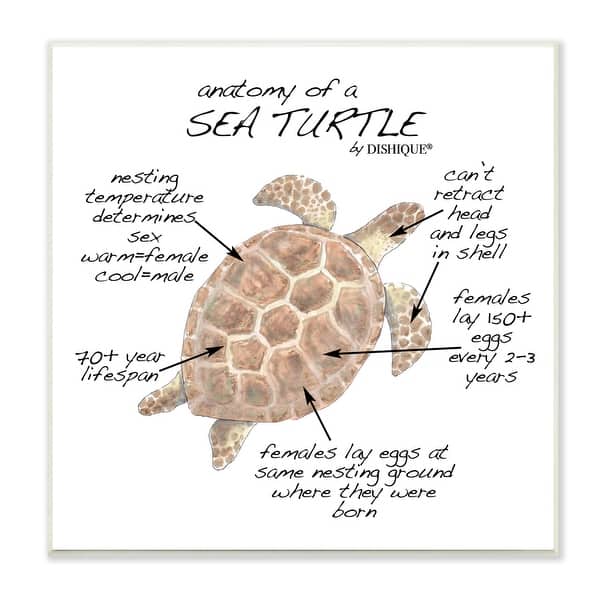 tortoise anatomy
