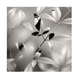 Nicholas Bell 'Botanical Study No 5' Canvas Art - Bed Bath & Beyond ...