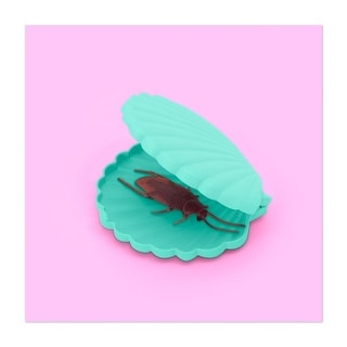 Shell Photography Animals Cockroach Earth Feathers Art Print/Poster ...