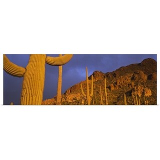 "Saguaro Cactus Tucson AZ" Poster Print - Multi - Bed Bath & Beyond ...
