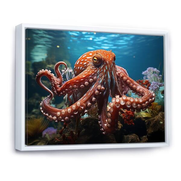 elegant octopus