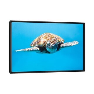 iCanvas "Sea Turtle II" by Matteo Colombo Framed Canvas Print - Bed ...
