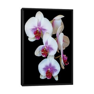 iCanvas "Orchids" by Brian Wolf Framed - Bed Bath & Beyond - 37086024