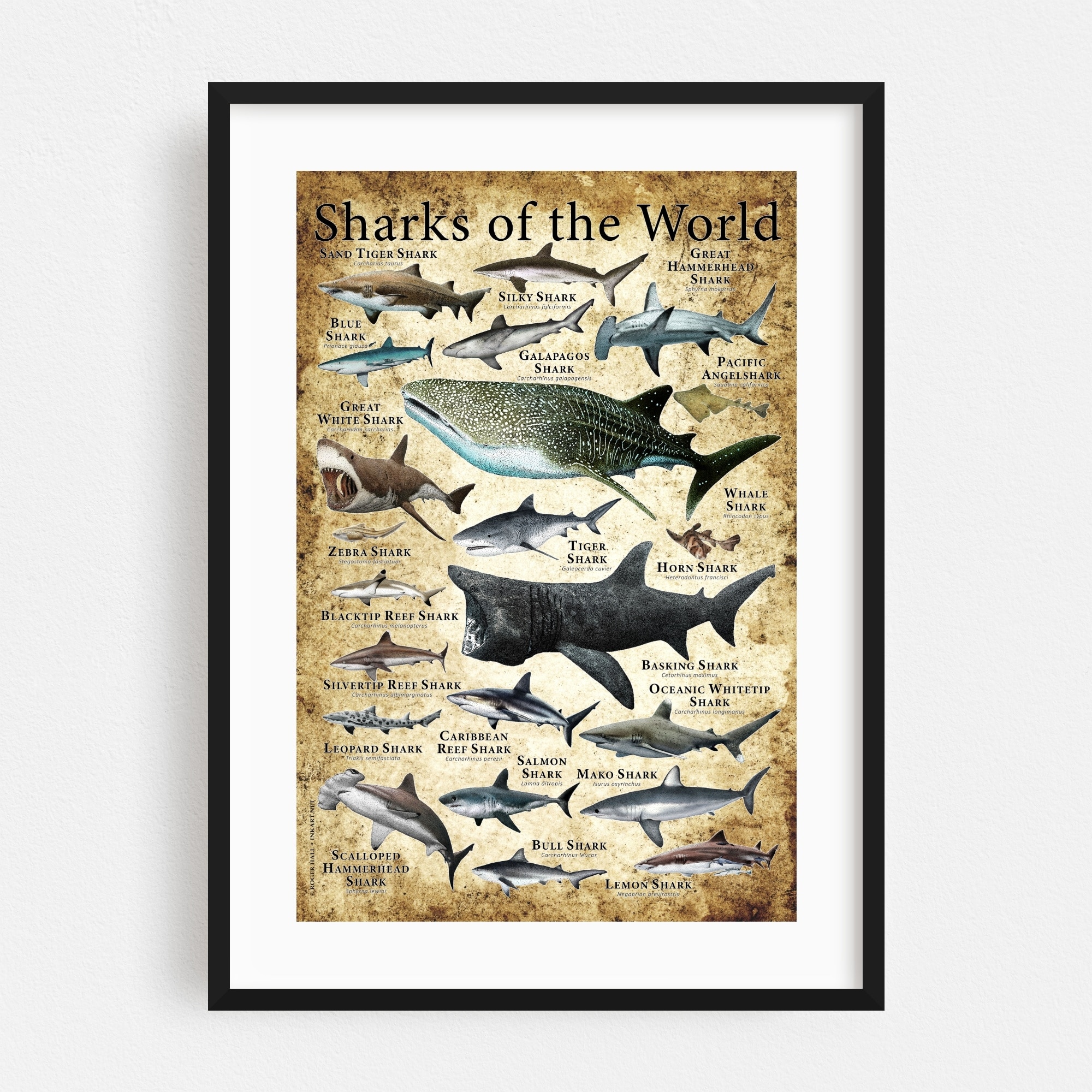 shark poster drawing