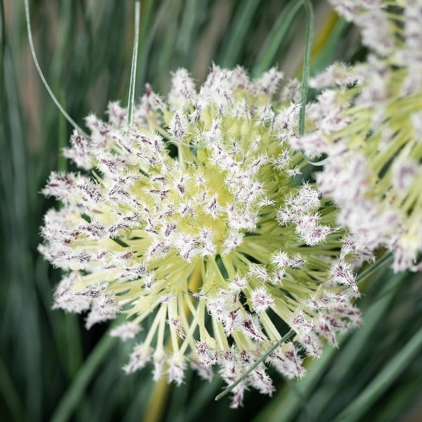 Sullivans Artificial Tall Potted Puff Green Grass - Bed Bath & Beyond ...