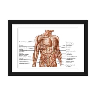 iCanvas "Anatomy Of Human Abdominal Muscles" by Stocktrek Images - Bed ...