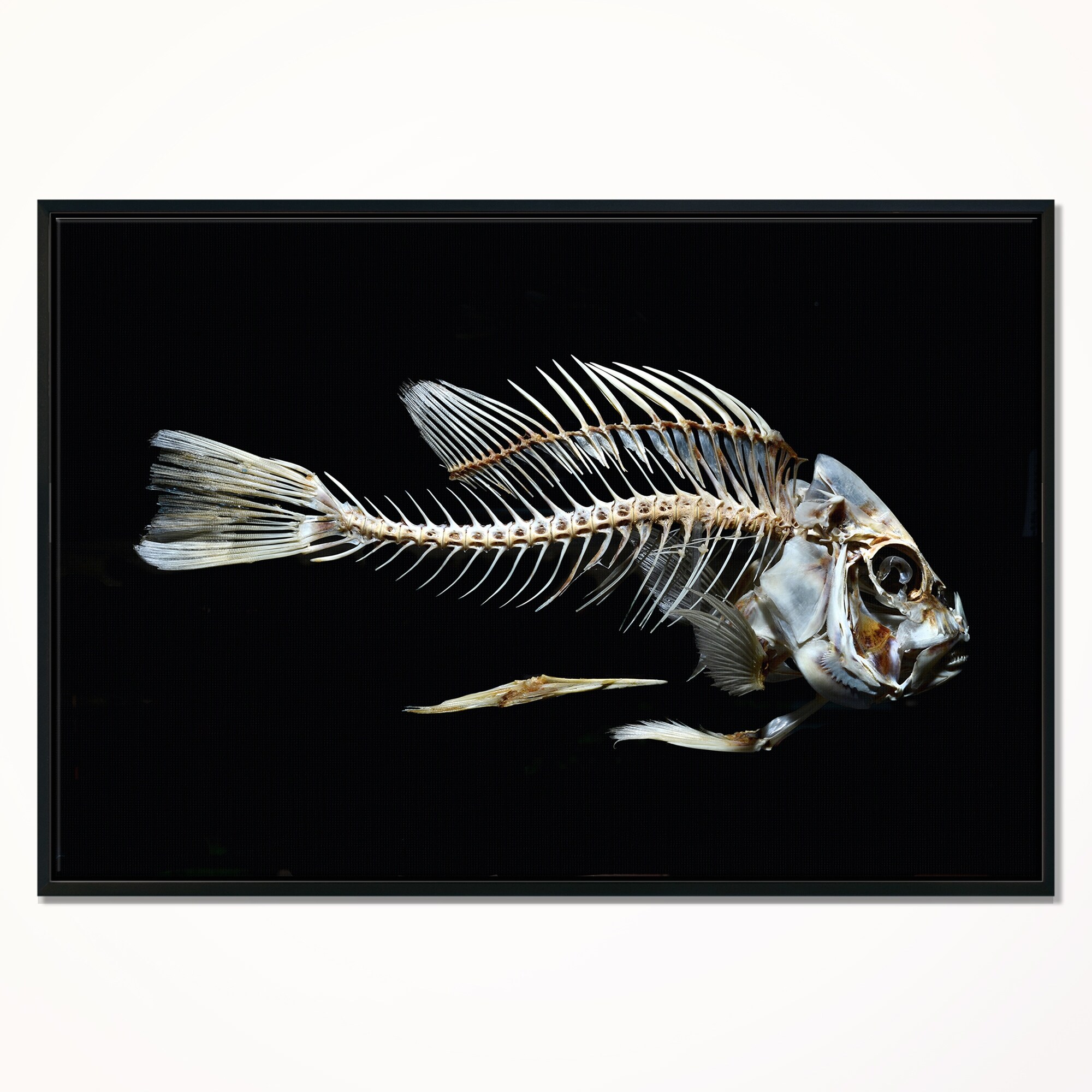 Fish Skeleton Labeled