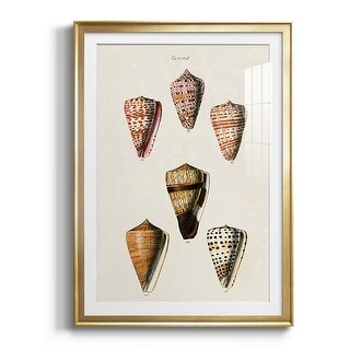 Cone Shell Collection IV Premium Framed Print - Ready to Hang - Bed ...