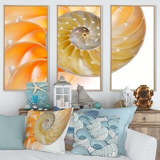 Designart "Isolated Nautilus Shell" Abstract Framed Art Prints Set of 3 ...