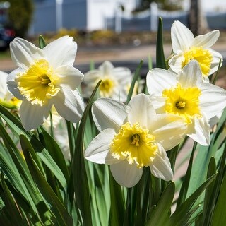 White Lion Double Daffodil Flowers - 5, 10, or 20 Bulbs - Spring ...
