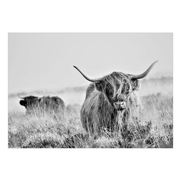 Peel & Stick Animal Wall Mural - Highland Cow - Removable Wallpaper ...