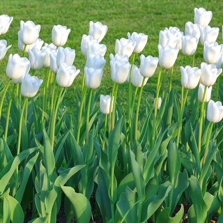 Colossal White Tulips - Giant White Flowers- 3, 6 or 12 Bulbs - Spring ...