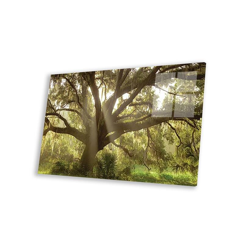 Beautiful Southern Live Oak tree, Flordia Print On Acrylic Glass by ...
