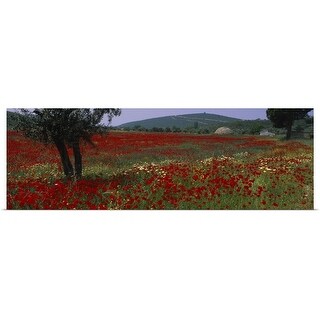 "Red poppies in a field, Turkey" Poster Print - Multi - Bed Bath ...