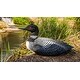 Sitting Common Loon Garden Statue - Bed Bath & Beyond - 36606904
