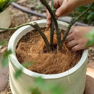 RusticReach Coconut Fiber Pot Soil Surface Decoration Padding Material ...