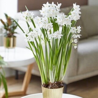 Van Zyverden Paperwhite Kit Ziva with Iron Brass Textured Finish Bulb ...