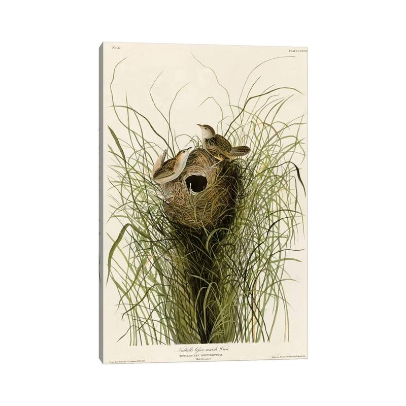 iCanvas "Nuttall's Lesser-Marsh Wren" by Vintage Apple Collection ...