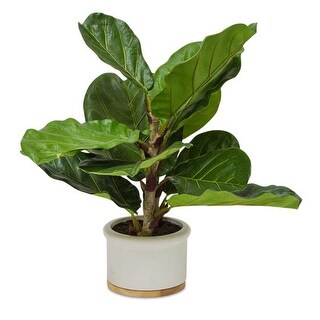 Potted Fiddle Leaf Fig - Bed Bath & Beyond - 37759389
