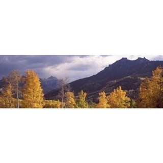 Trees In A Forest U.S. Route 550 Jackson Guard Station Colorado Usa ...