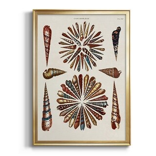 Spiral Shell Formation III Premium Framed Print - Ready to Hang - Bed ...