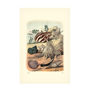 Vision Studio 'Shell Composition II' Canvas Art - Bed Bath & Beyond ...