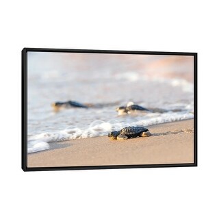 iCanvas "Kemp's Ridley Sea Turtle hatchling I" by Larry Ditto Framed ...