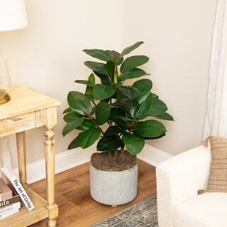 Potted Artificial Rubber Tree - 38" - Bed Bath & Beyond - 42613148