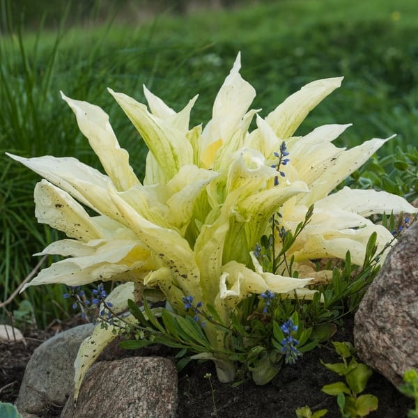 White Feather Trimmed Hosta - 3 Bare Roots - Hardy and Shade Tolerant ...