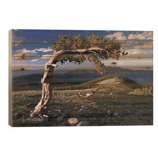 Bristlecone Pine, Mt Evans, Colorado Print On Wood by Tim Fitzharris ...