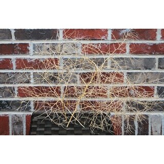 Large Thornless Tumbleweed Branches Pictured -- - Natural - Bed Bath ...