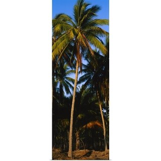 Low angle view of coconut palm trees, Colima, Mexico - Multi - Bed Bath ...