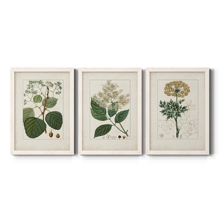 Antique Turpin Botanical IV-Premium Framed Canvas - Ready to Hang ...