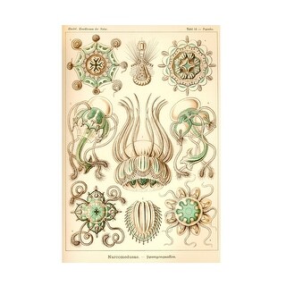 Print Collection 'Narcomedusae Scheiben Strahlinge Heliodiscus' Canvas ...