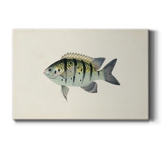 Tropical Fish Collection VI Premium Gallery Wrapped Canvas - Ready to ...