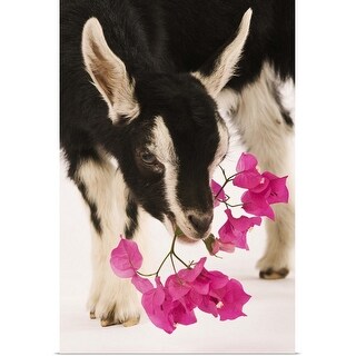"Domesticated British Alpine goat (kid)." Poster Print - Multi - Bed ...