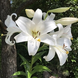 Giant Tree Lily "Pretty Lady" Flowers - 3, 6 or 12 Bulbs - Attracts ...