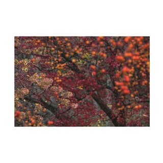 Kurt Shaffer Photographs 'Magnificent Multicolor Autumn Hydrangea ...