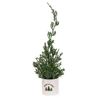 Mini Cypress Tree in "Fresh Cut Trees" Pot - H 12.50 in. W - 2.50 in. L ...