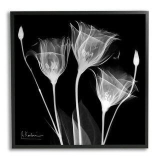 Stupell Contemporary Tulip X-Ray Framed Giclee Art Design by Albert ...