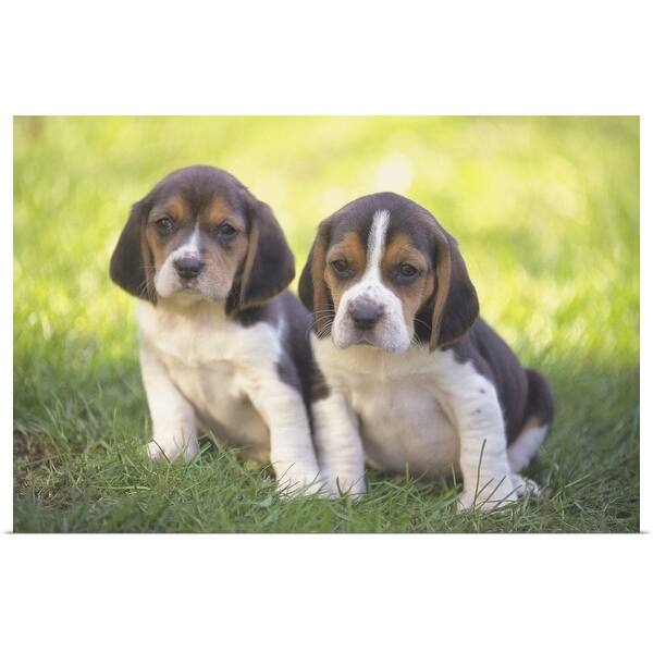 beagle pictures to print