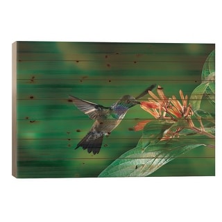 Blue-Chested Hummingbird Male Feeding At And Pollinating Flowers, Costa ...