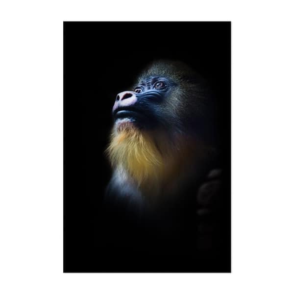 Photography Animals Baboon Bear Bird Birds Cute Snow Art Print/Poster ...