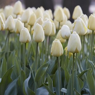 Van Zyverden Tulips Ivory Floradale Set of 12 Bulbs - Bed Bath & Beyond ...