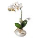 Mini Phaleanopsis In Ceramic Pot 15" - Bed Bath & Beyond - 40011545