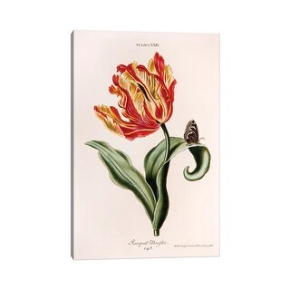iCanvas "Tulipa XXIV (Parquit-Monstre)" by Georg Dionysius Ehret Canvas ...