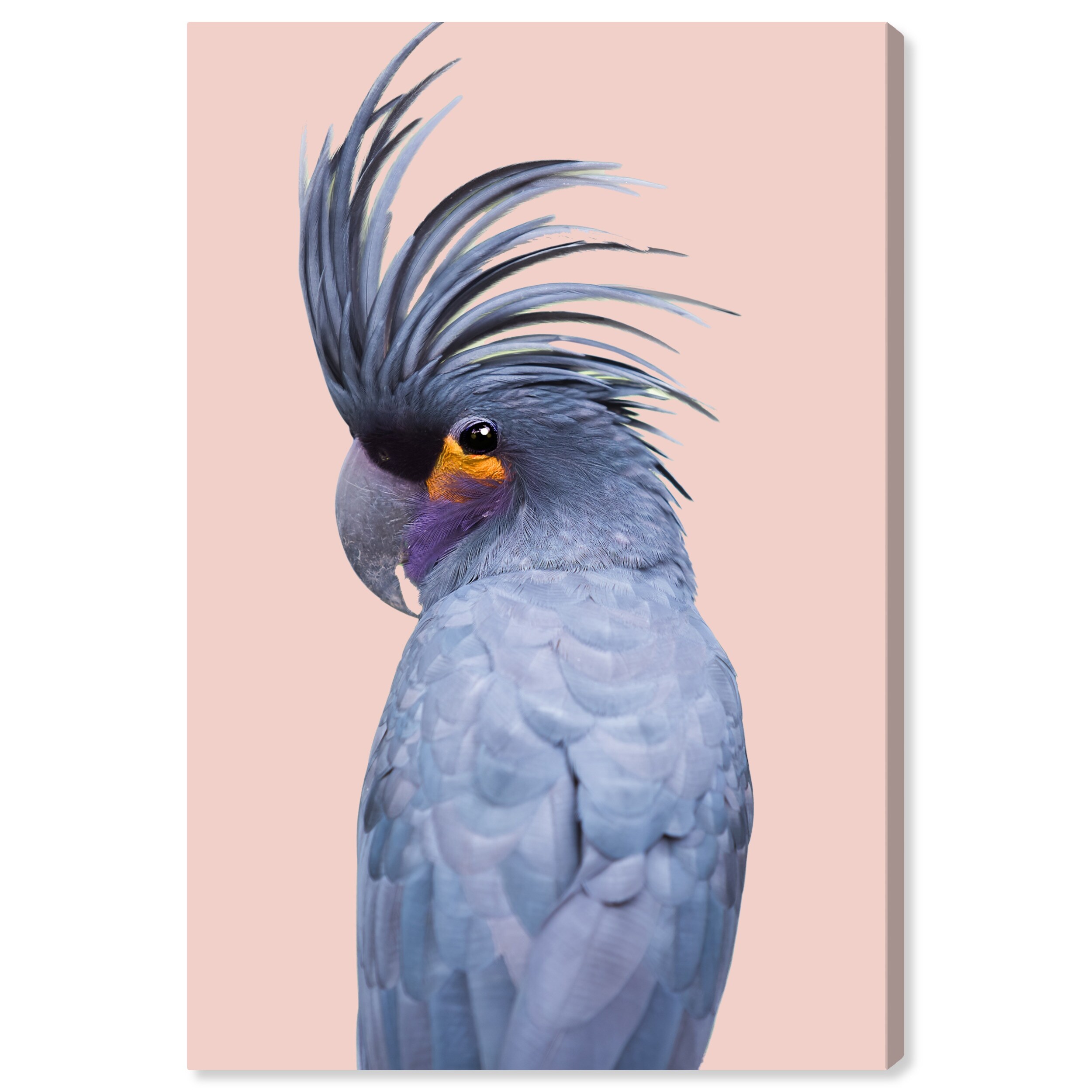 Blue Cockatoo Bird